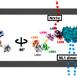 Schematic rendering of the Nrx1α/NL1 complex in the synaptic cleft.