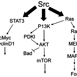 Src and some of the signaling pathways downstream of Src.