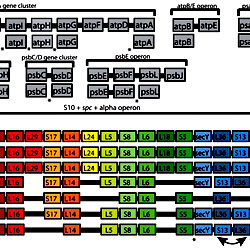 Examples of conserved gene blocks.