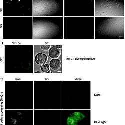 Subcellular localization of ROS and DmCRY in Sf21 insect cells exposed ...