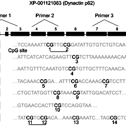 Schematic diagram showing primer locations, exons (top) and CpG sites ...