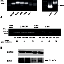 MN9D cells, a suitable in vitro model system.