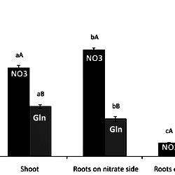 Split-root experiment with Arabidopsis thaliana.