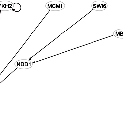 Regulatory pathway of CLB4.
