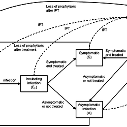 Overview of IPT model structure.