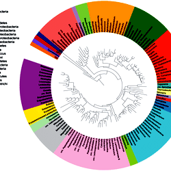 Circular phylogenetic tree at level of genus.
