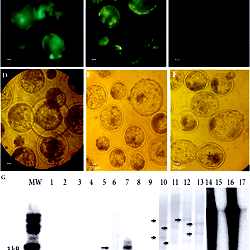 Tn5 and Sleeping Beauty transpositional transgenesis by direct cytoplasmic injection in bovine ...