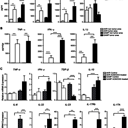 SAMP mice show an abnormal cytokine profile in response to AOM/DSS ...