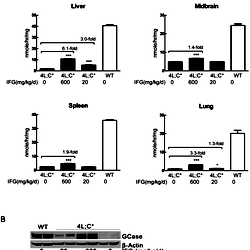 GCase activity and protein.