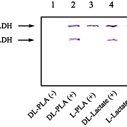 Native polyacrylamide gel electrophoresis staining for PLA and lactate ...