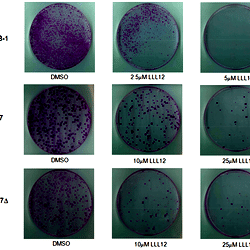 Colony Formation Assay.