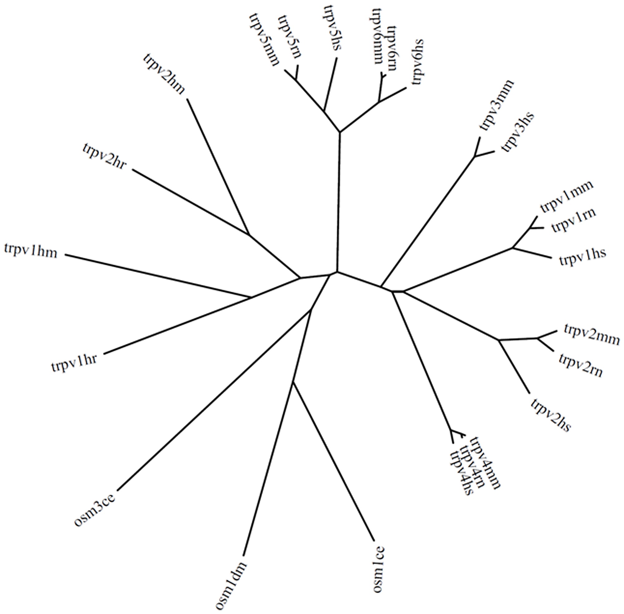 Human Phylogenetic Tree
