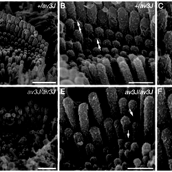 Tip link morphology in av3J cochlear hair cells.