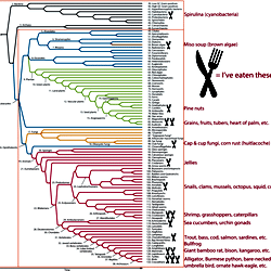 To summarize the tree of life module in our introductory evolution and ...