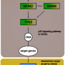 Pathway diagram showing the hypothetical positions of the GBM survival ...