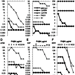 Effect of D13-9001 and PAβN on ATM, CIP, and ERY activity.