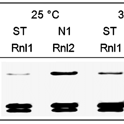 Comparison of Rnl2, Dnl and Rnl1.