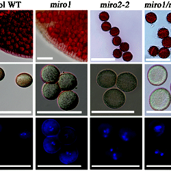 Pollen viability and development.