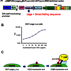 Generation of a TGF-β reporter cell line.