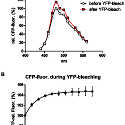 Photoactivation of CFP by illumination at the YFP-excitation wavelength ...
