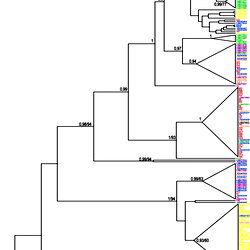 Phylogeographic reconstruction.