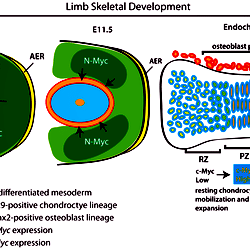 Model for the combined actions of N-Myc and c-Myc during limb development.