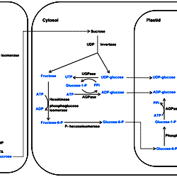 Main pathway of starch biosynthesis including sucrose synthesis ...
