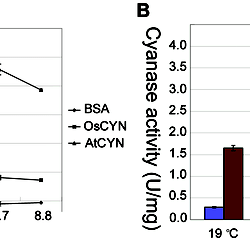 Influence of pH and temperature on cyanase activity.