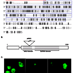 LsrA encodes a putative transcriptional regulator related to human Nulp1.