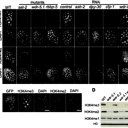 Set1/MLL complex components are largely responsible for H3K4me2/3 in ...