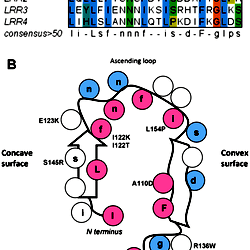LRR repeat overview.