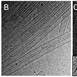CryoEM analysis of the TRIM5α CC-SPRY interaction with wild-type CA tubes.