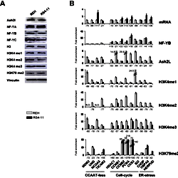 MLL cells lack Ash2L promoter association.