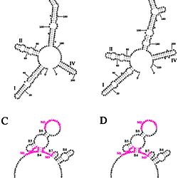 Examples of functional secondary structures of the ITS2 spacer and 5.8S ...
