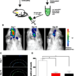 Cell tracking.