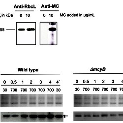 Quantitative analysis of RbcL.