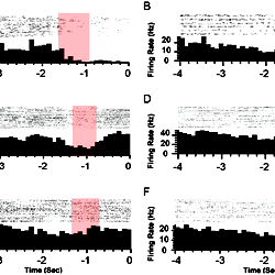 Perievent time histogram of 3 representative NAcc neurons.