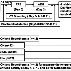 Flow chart of the experiment.