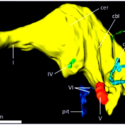 Digital endocranial endocast of the braincase of Acrocanthosaurus ...