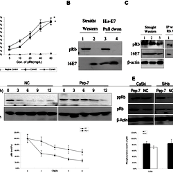 Pep-7 Blocks Interaction Between pRb and HPV16E7 and Stabilizes pRb.