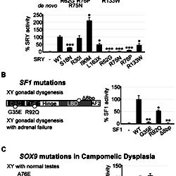 Relating SOX9 gonad-specific enhancer activity to disorders of sexual ...