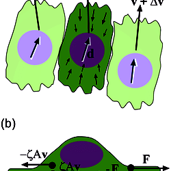 Schematic of the model depicting the cell orientation and forces.