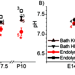 pH measurements in the embryonic inner ear.