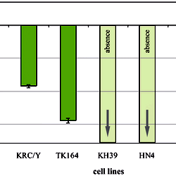 The relative expression levels of CHL1 in CC-RCC cell lines.