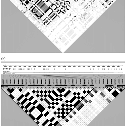 Linkage disequilibrium plot.