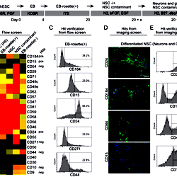 Cell surface marker screen of cell cultures at distinct phases of SFEB ...