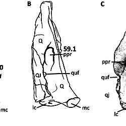 Illustration of character 59 (Appendix S1).