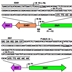 Physical maps of the btcA−bteA region of B. pertussis vaccine-type and ...