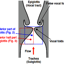 Schema of the front section of the entire glottis.