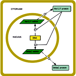 Cell circuitry schematic for the zebrafish segmentation clock core ...